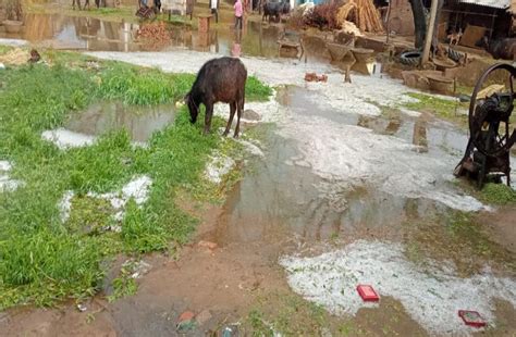 Hail Fell In Kachhiara Area Fear Of Damage To Both Mustard And Wheat