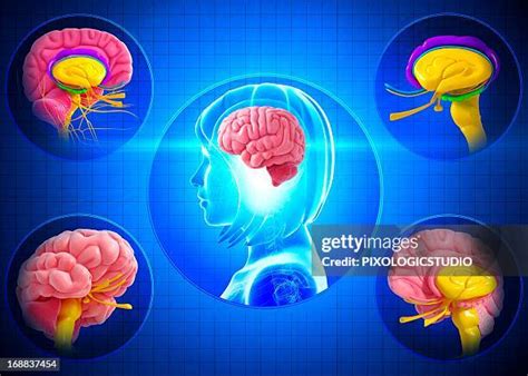 224 Eeg High Res Illustrations Getty Images