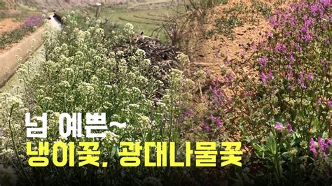 냉이꽃 광대나물 꽃 YouTube