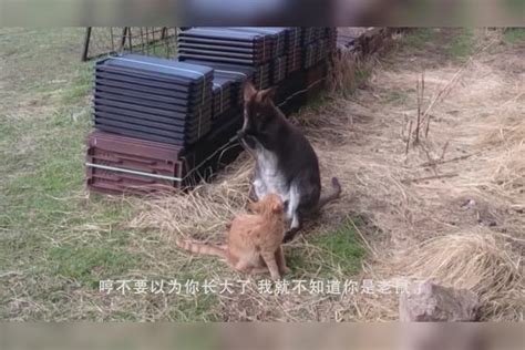 猫咪霸占狗狗的窝，狗狗想把自己的窝抢回来，镜头记录搞笑一幕狗狗镜头猫咪