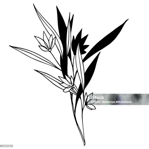 벡터 식물 그림 나뭇잎과 꽃이 있는 나뭇가지 윤곽선과 실루엣 정원 들판 초원 야생 식물이 꽃다발 컬렉션에 수집되었습니다 흰색 배경에 분리된 벡터 그림 0명에 대한 스톡 벡터