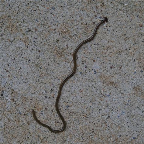 A Hammerhead Flatworm Fuji X T3 18 55mm R Fujifilm