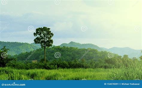 Landscape Of The Greenery Of The Local Nature Of Thailand With Views Of