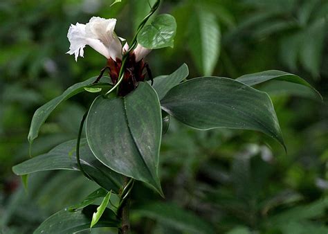 Tanaman Pacing Klasifikasi Ciri Ciri Habitat Manfaat Dan Efek