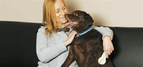 Three Steps To Groom Your Pet With Love Modern Dog Magazine