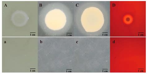 Pathogenicity Of Aeromonas Veronii Isolated From Diseased Macrobrachium
