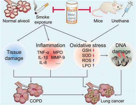 Effect Of Melatonin On The Prevention Of Lung Carcinogenesis Melatonin