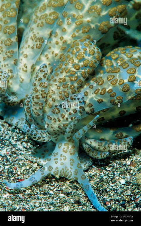 Solar Powered Nudibranch Lembeh Strait Phyllodesmium Longicirrum