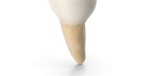 Lower Tooth Second Premolar 3d Incl Anatomy And Cuspid Envato Elements