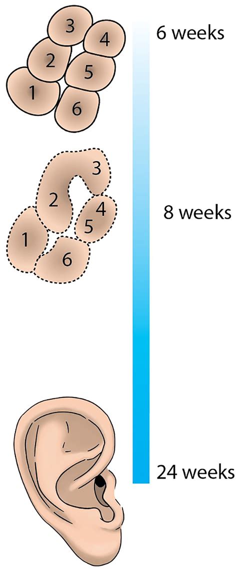 Otoplasty Advances In Cosmetic Surgery