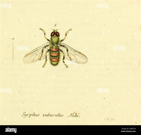 Fauna Germanica Diptera Nuremberg Sn Between 1793 And 1805 Germany