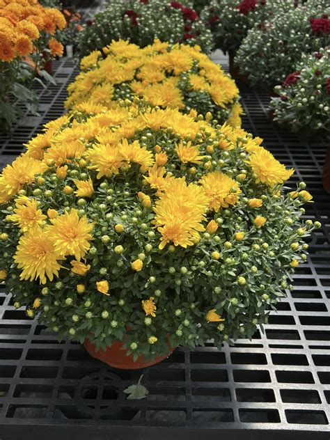 Dickert Farms Dickert Farms Added A New Photo