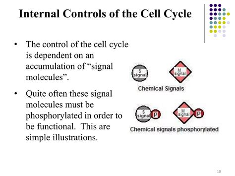 3 Cell Cycle Pptx