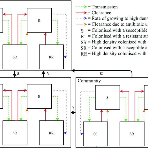 Compartmental Model Of Esbl E Coli And E Coli Colonisation States