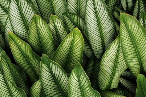 리프 그린 Calathea Majestica의 백색 줄무늬 열 대 경 엽 식물 자연 어두운 배경 패턴을 나뭇잎 잎에 대한 스톡