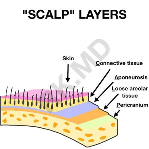 Layers Of The Scalp Rk Md
