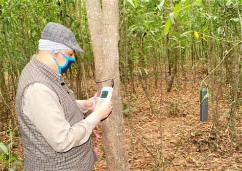 How To Calculate Carbon Sequestration Per Year ResearchGate