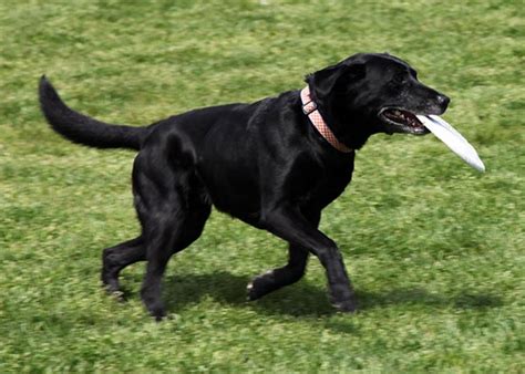 How My Dog Improved My Mental Health