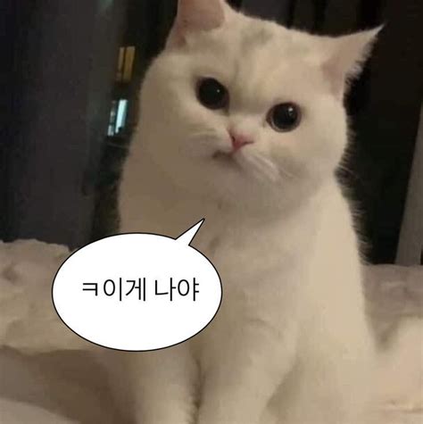 블로그 막간 짤에 있는 이현지님의 핀 2022 귀여운 사랑 밈 재미있는 이모티콘 귀여운 말장난 2022 재미