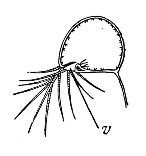 150 Grafiken Lizenzfreie Vektorgrafiken Und Clipart Zu Gemeiner Wasserschlauch Istock