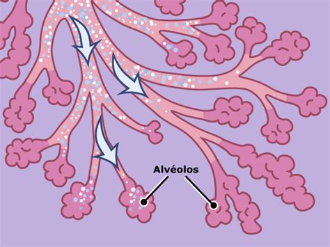 Los Pulmones Humanos Para Niños