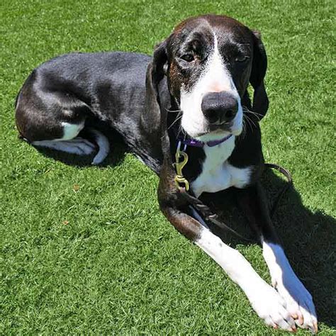 Pam The Pointer Coonhound Mix