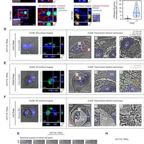Single Cell Time Lapse Microscopy Reveals Simultaneous Induction Of Download Scientific Diagram