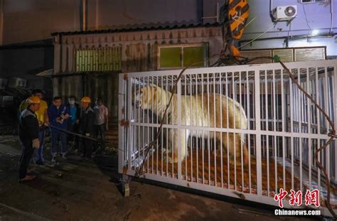 南京海底世界北极熊启程西安 娶媳妇” 搜狐大视野 搜狐新闻