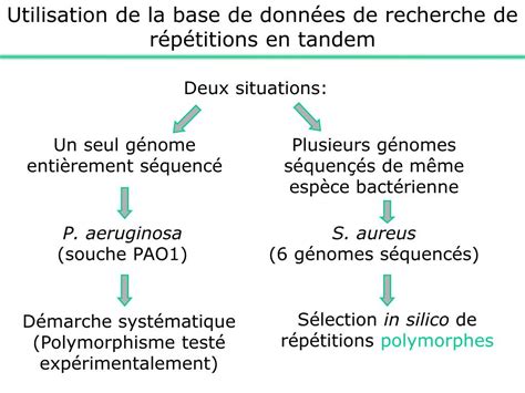 Ppt É Tude Du Polymorphisme Associ É Aux R É P É Titions En Tandem