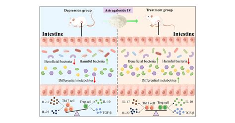 Astragaloside Iv Alleviates Depression In Rats By Modulating Intestinal