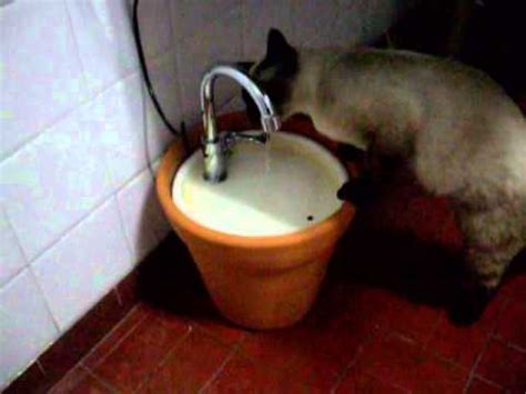 Fonte de Água para Gatos e Cães de pequeno porte Bebedouro FlashWater YouTube