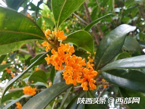 九月金秋 又是丹桂飘香的好时节！ 汉中在线