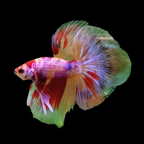 Rare Halfmoon Koi Candy Betta Fish
