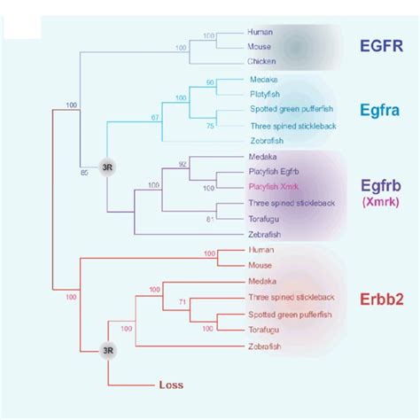 Egfr Structure And Mode Of Activation A Overall Egfr Structure
