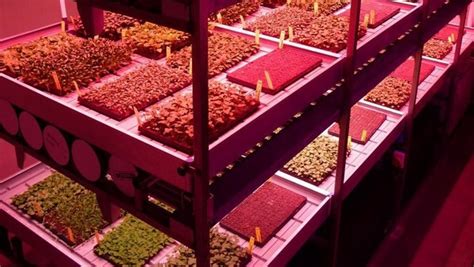Combining Floriculture With Vertical Farming