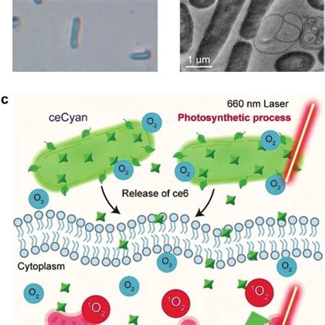 Photosensitizer Containing Cyanobacteria For Photosynthetic Tumor Download Scientific Diagram