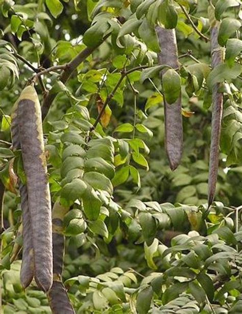 皂角树果实的图片梦见大山谷图库