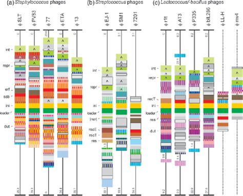 Figure 1 From Bacteriophage Replication Modules Semantic Scholar