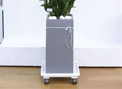 관엽화분 1m이하 행운을 상징하는 식물 금전수 대 꽃배달 플라워119꽃배달서비스 관엽화분 1m이하 행운을 상징하는 식물 금전수 대