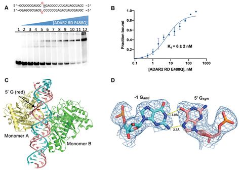 Characterization Of Complex Formed Between Adar2 R2d E488q And A 32 Bp