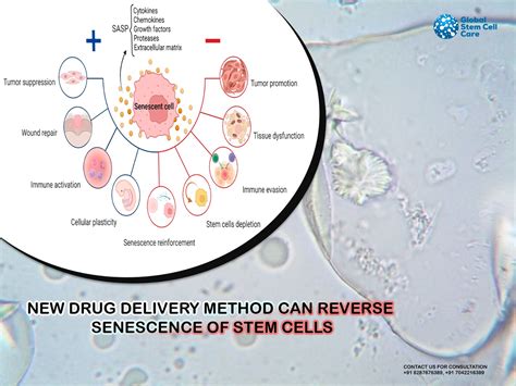Innovative Drug Delivery Method Shows Promise In Reversing Stem Cell