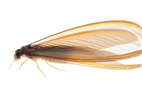 Termites Green Akers Pest Control Llc
