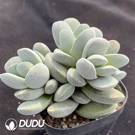 Crassula Tecta Clustering Dudu Wholesale Rare Live Succulents Plants Grower