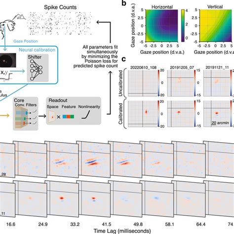 Free Viewing Paradigm And Gaze Contingent Neurophysiology A