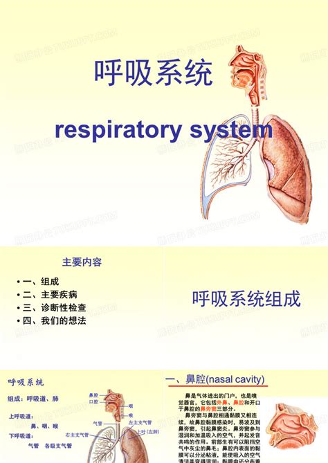 呼吸系统PPT模板下载 编号qvgzmrzx 熊猫办公