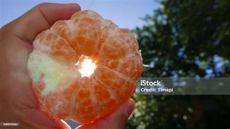 햇빛 태양 아래에서 귤을 들고 있는 사람 손에 Ponkan 귤 잘 익은 과일 Ponkan Tangerines 클로즈업 샷 신선한
