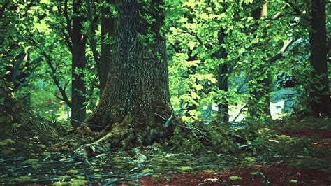 Forest Landscape With Old Massive Trees And Mossy Stones 6295260 Stock