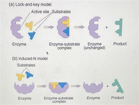 Induced Fit Model Energy Diagram Induced Fit Enzyme Model Me