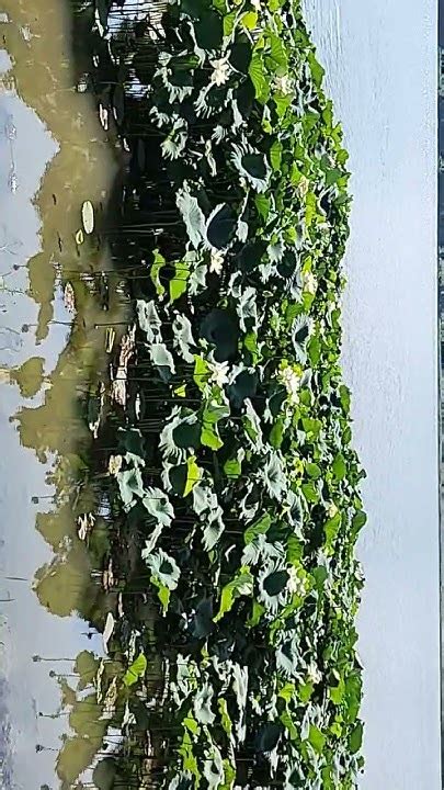 개구리 왕눈이 Youtube