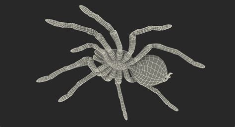 Goliath Birdeater Rigged For Cinema 4d 3d Model 3d Model 99 C4d Free3d